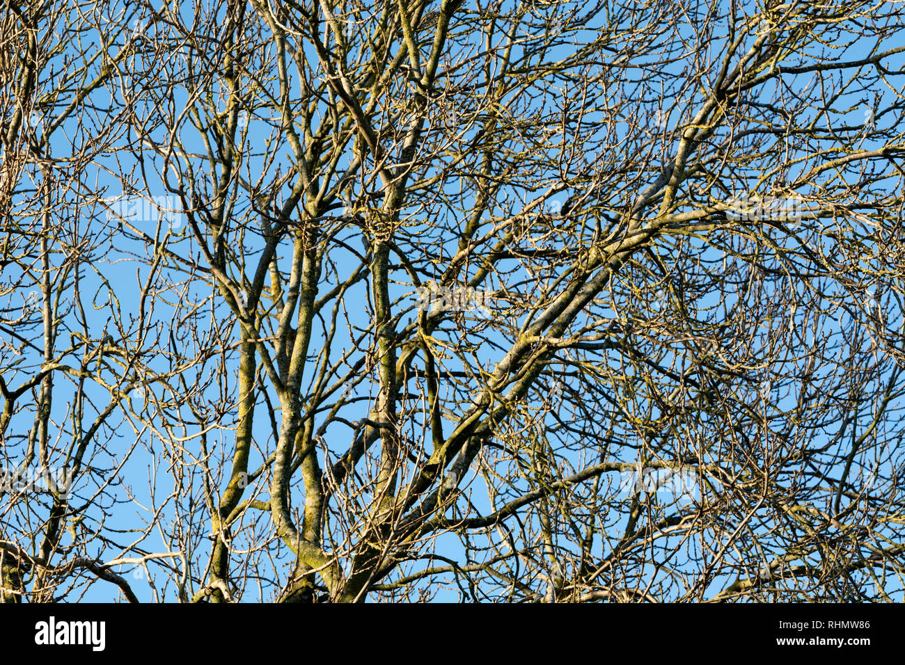 Ash tree winter uk hi-res stock photography and images - Alamy