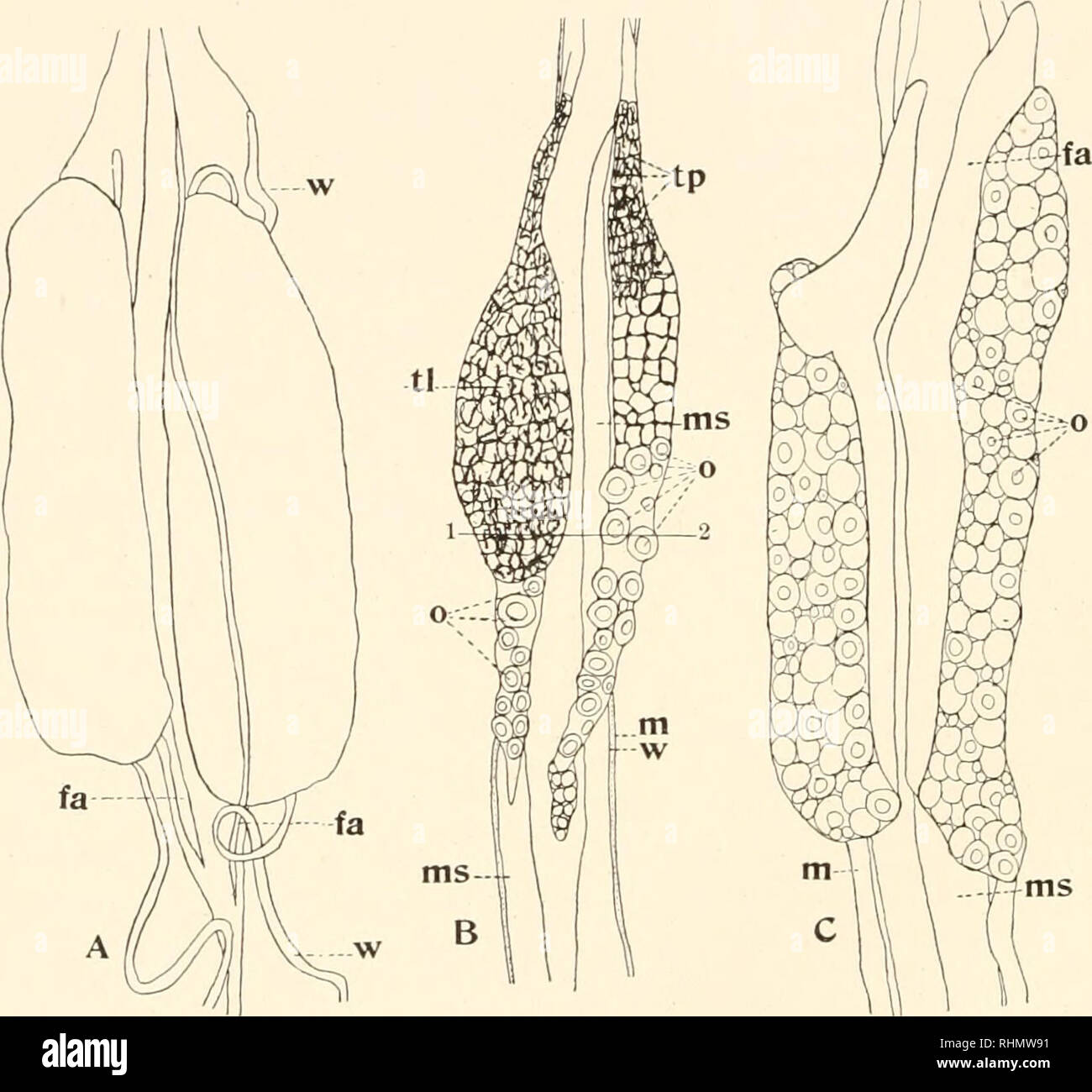Hermaphroditism hi-res stock photography and images - Alamy