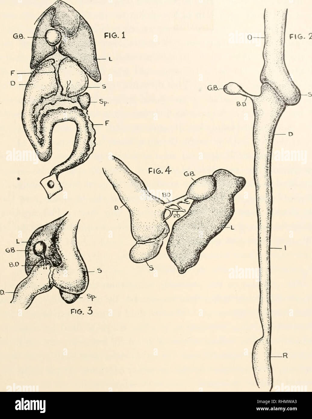 . The Biological bulletin. Biology; Zoology; Biology; Marine Biology ...