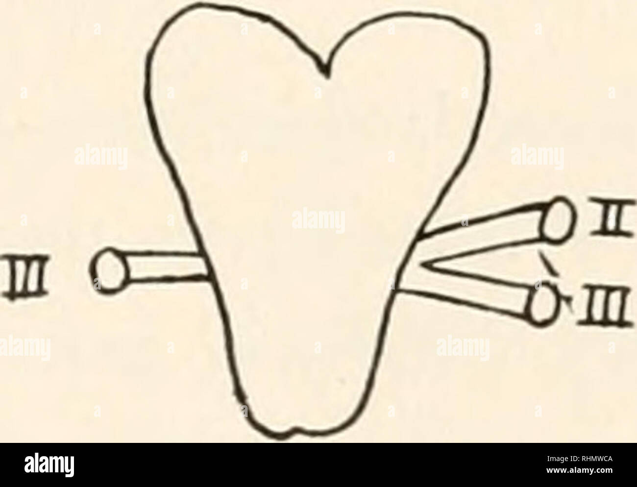 . The Biological bulletin. Biology; Zoology; Biology; Marine Biology ...