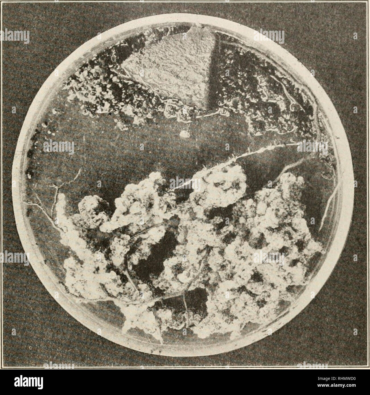 . The Biological bulletin. Biology; Zoology; Biology; Marine Biology ...