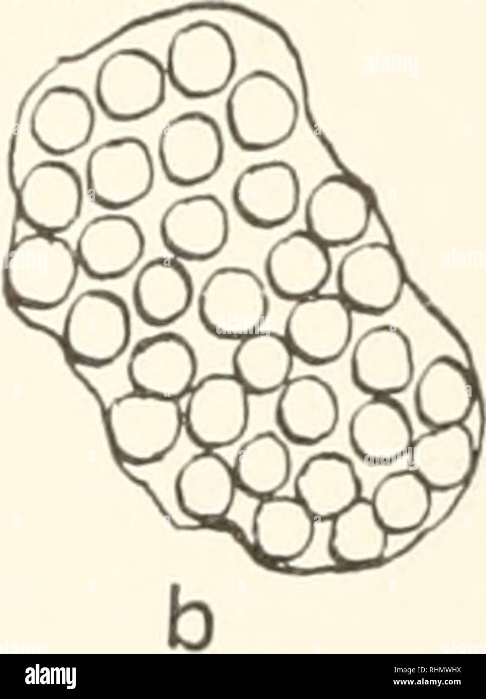 Phagocytic cells hi-res stock photography and images - Alamy