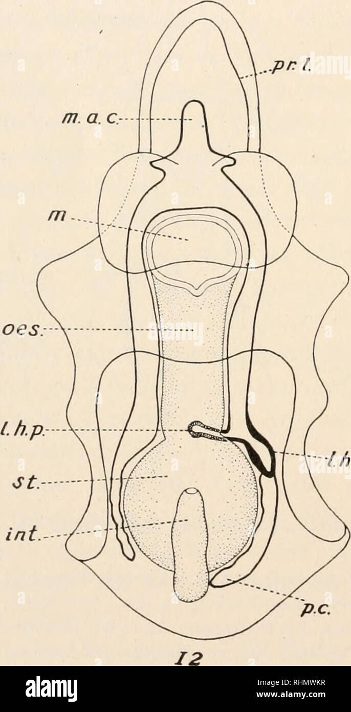Preoral hi-res stock photography and images - Alamy