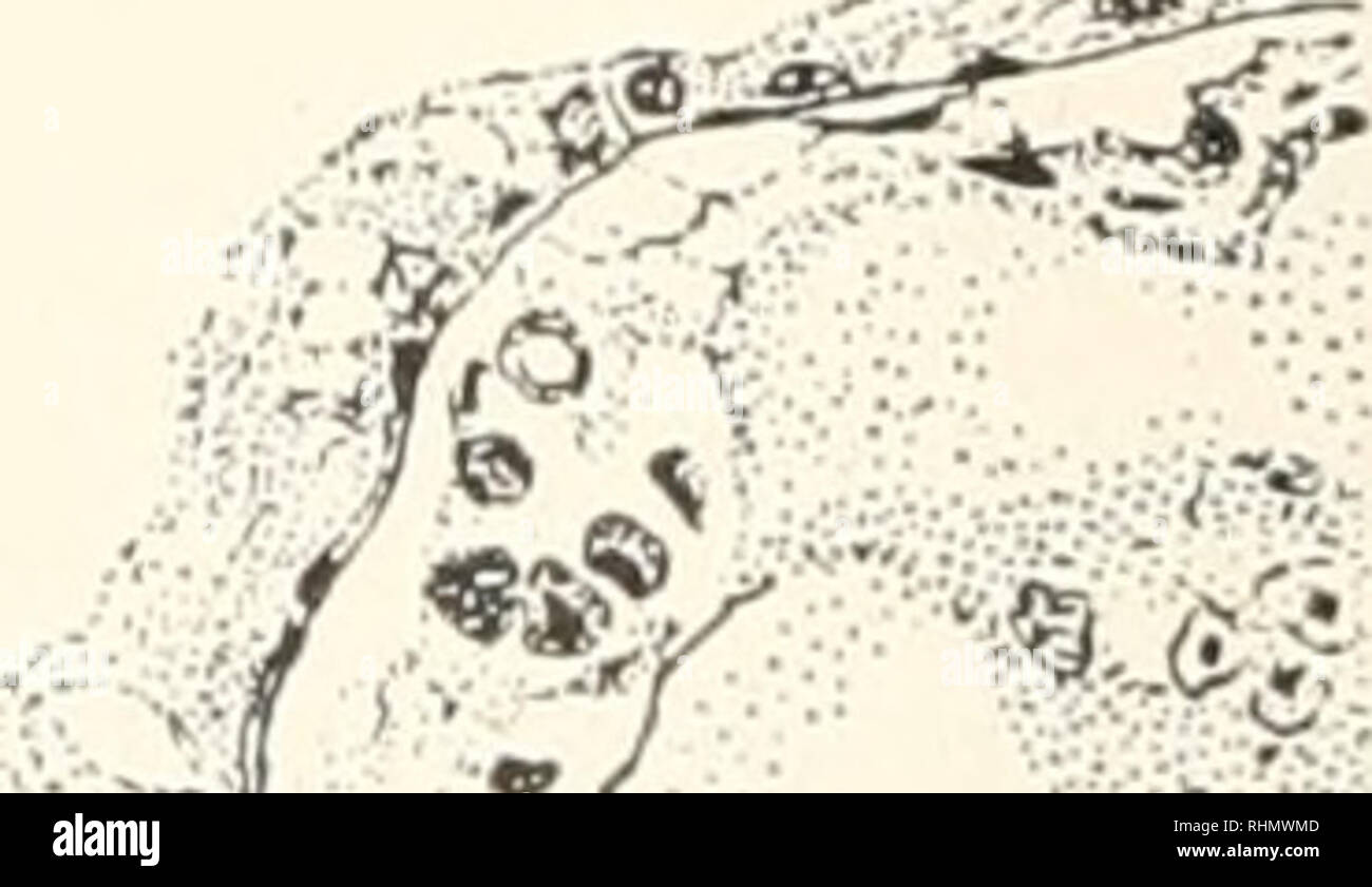 Tunica albuginea testis hi-res stock photography and images - Alamy