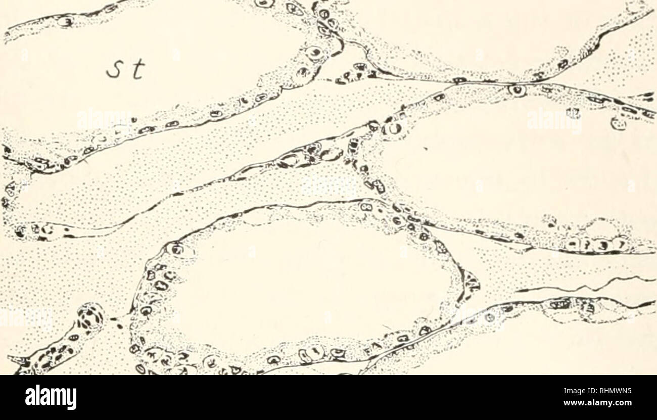 Scrotal h hi-res stock photography and images - Alamy