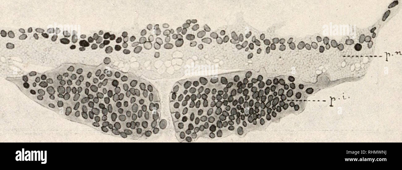 Uhlenhuth hi-res stock photography and images - Alamy