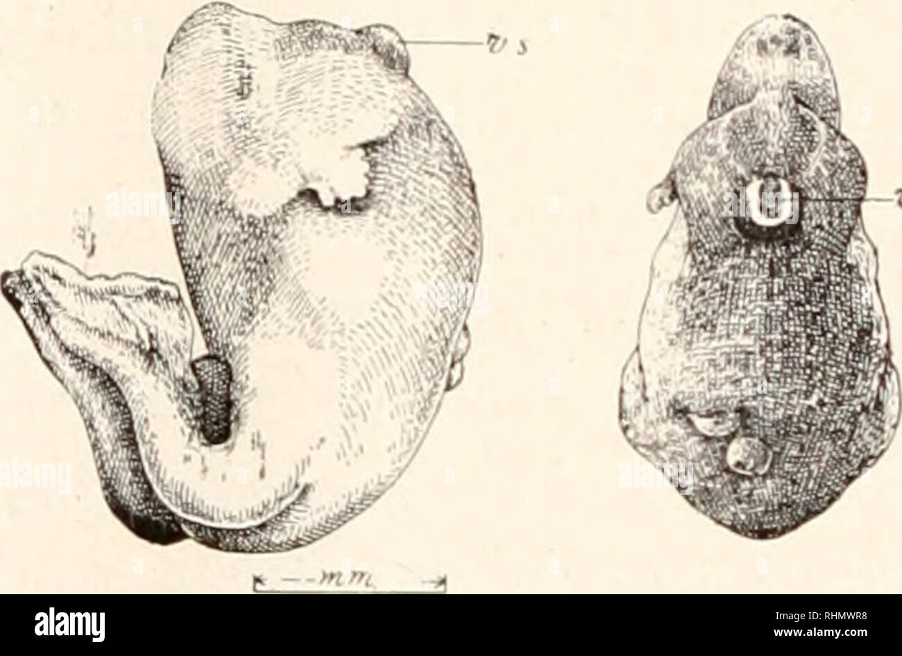 . The Biological bulletin. Biology; Zoology; Biology; Marine Biology ...