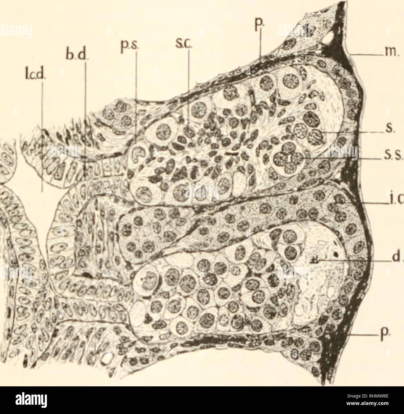 . The Biological bulletin. Biology; Zoology; Biology; Marine Biology. A ...