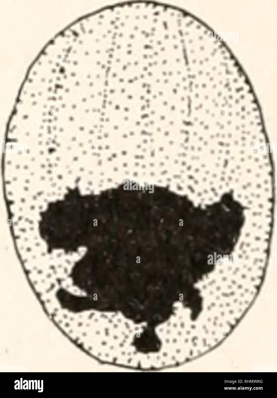 . The Biological bulletin. Biology; Zoology; Biology; Marine Biology. d ...