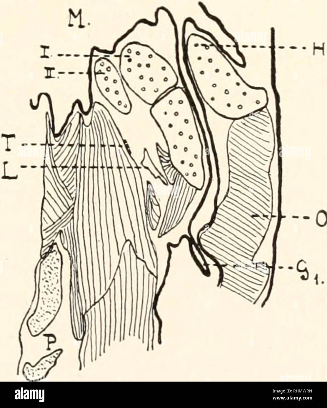 . The Biological bulletin. Biology; Zoology; Biology; Marine Biology ...