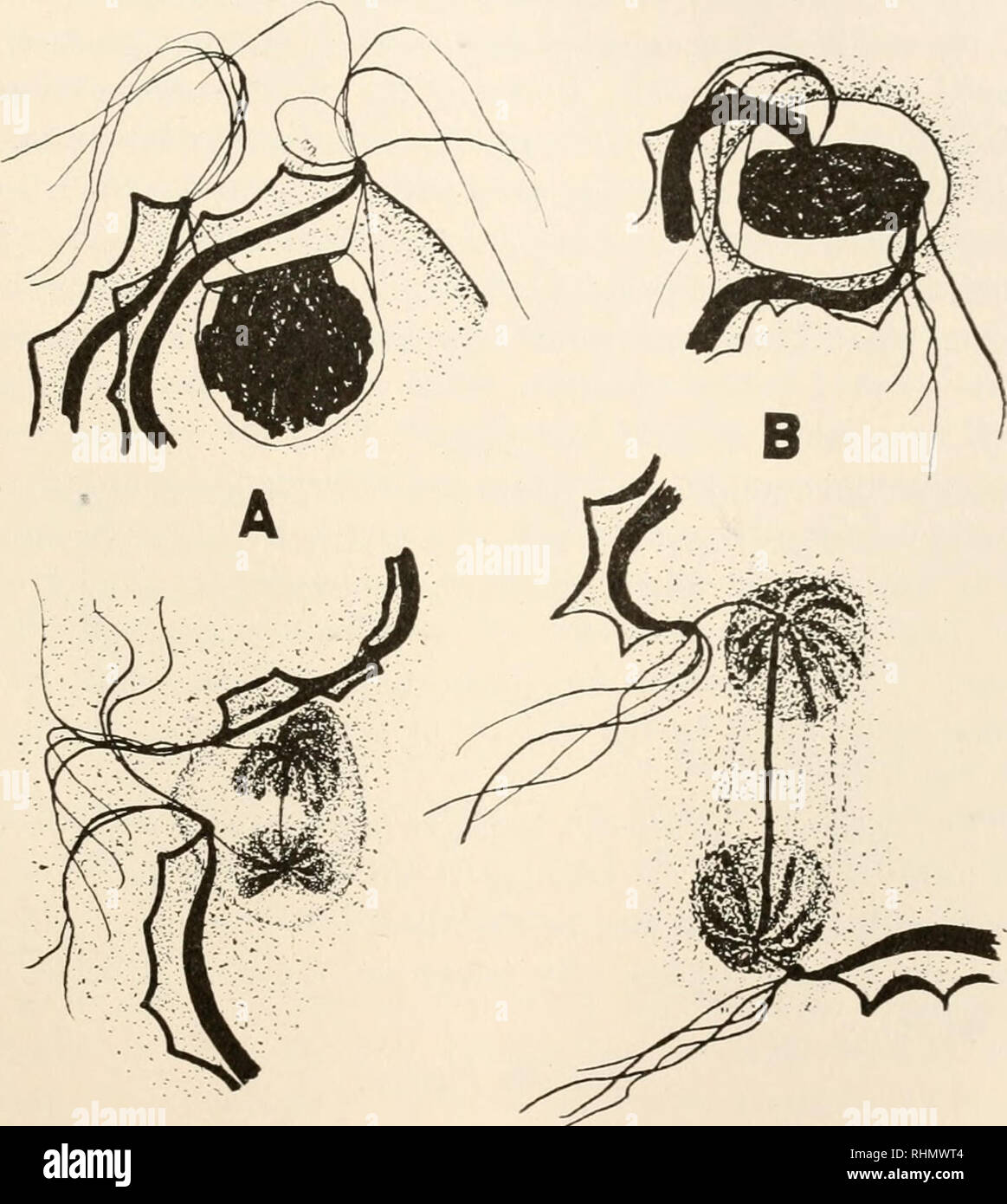 . The Biological bulletin. Biology; Zoology; Biology; Marine Biology ...