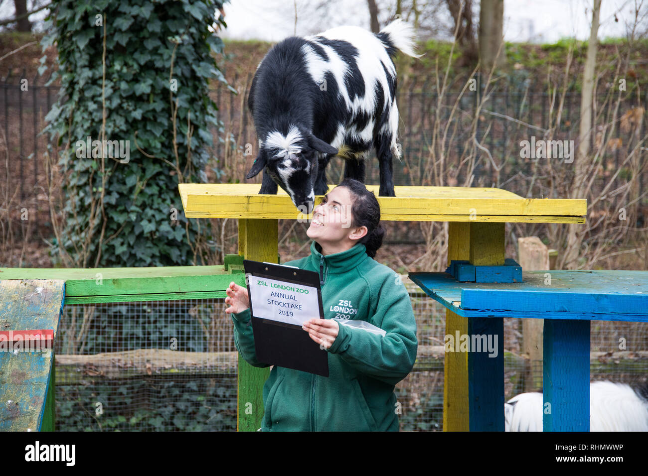 Keepers at ZSL London Zoo carry out the annual stocktake of animals ...