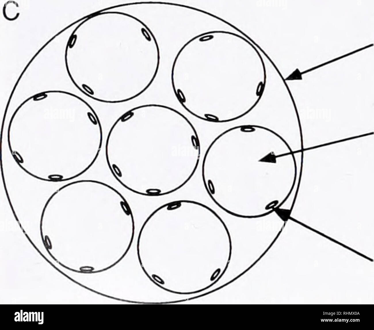 Myofibrils hi-res stock photography and images - Alamy