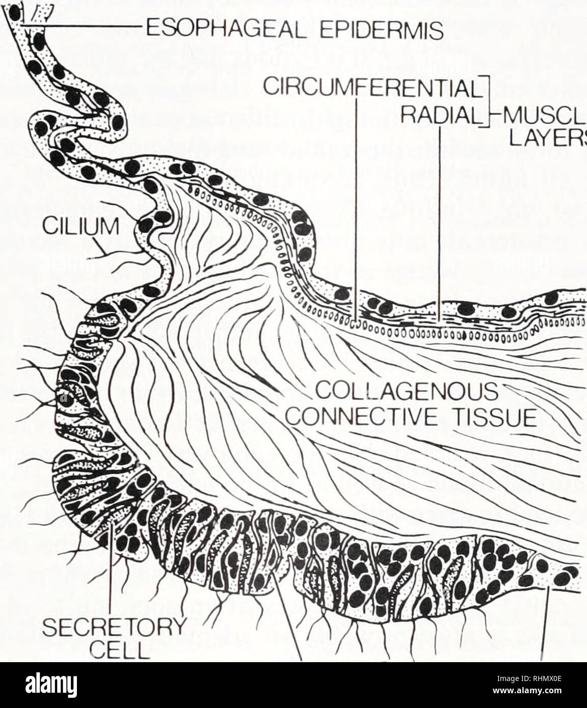 Thick outer lip hi-res stock photography and images - Alamy