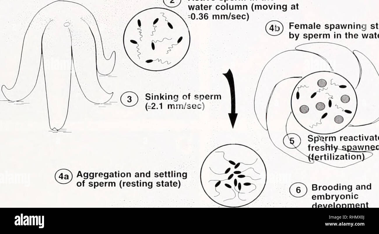 . The Biological bulletin. Biology; Zoology; Biology; Marine Biology ...