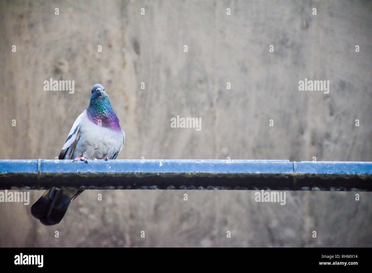 Colorful beautiful pigeon perching on wire Stock Photo - Alamy