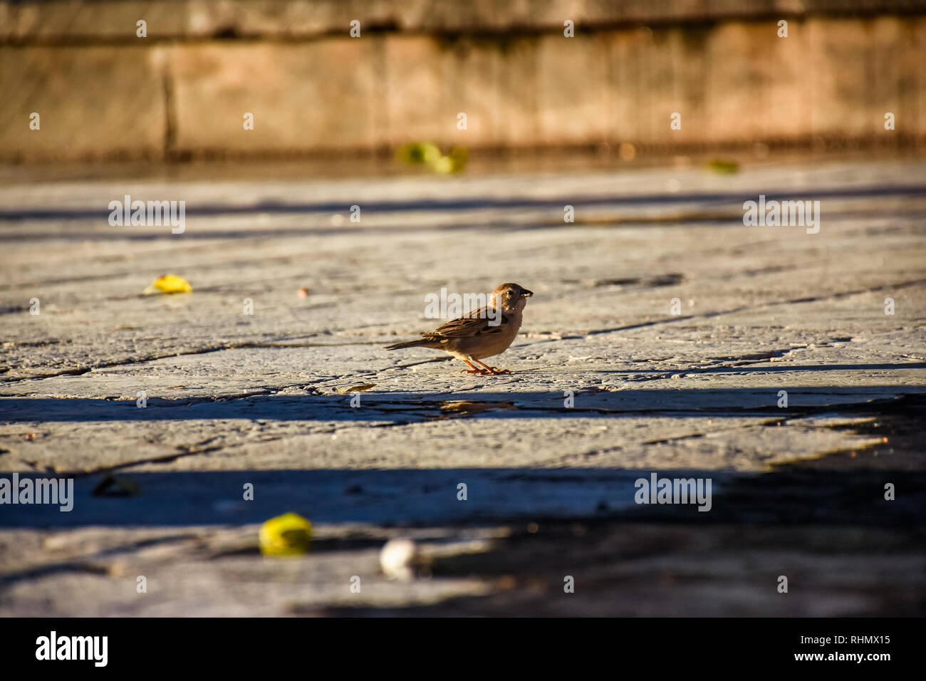 Black And White House Sparrows High Resolution Stock Photography and ...