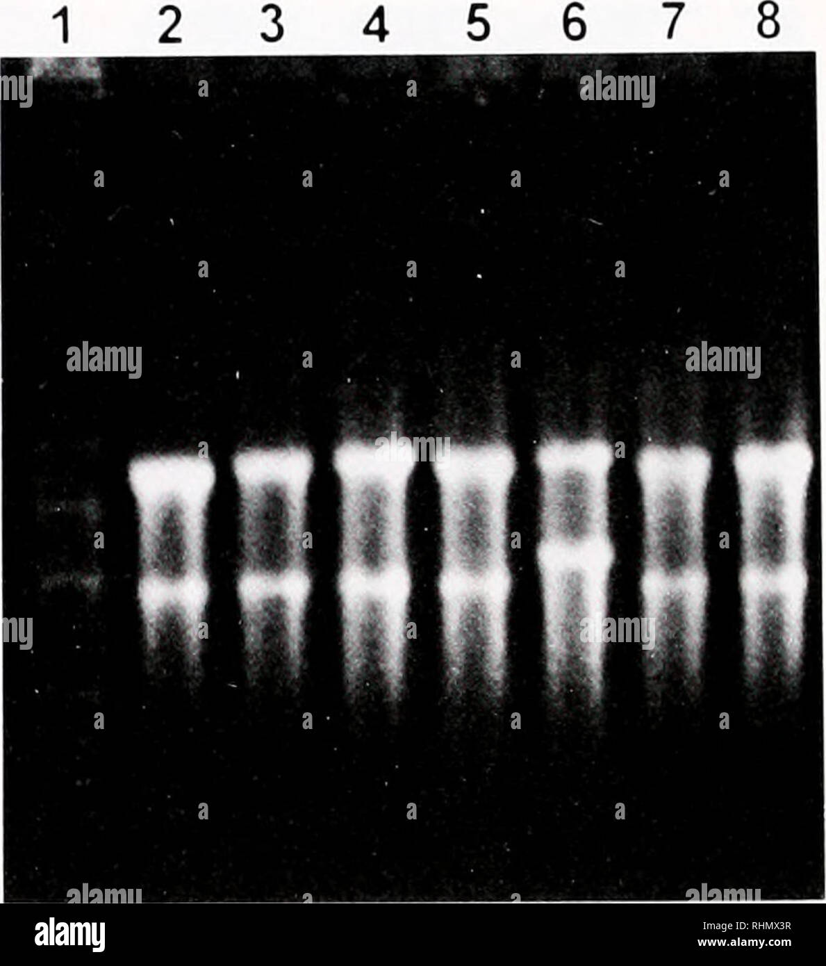 Phenol chloroform extraction hi-res stock photography and images - Alamy