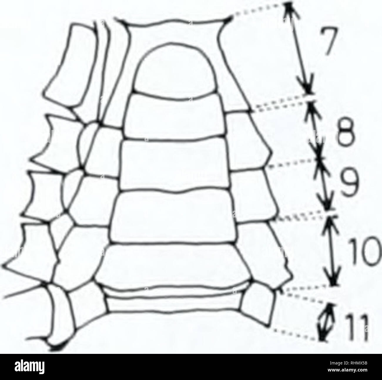 . The Biological bulletin. Biology; Zoology; Biology; Marine Biology ...