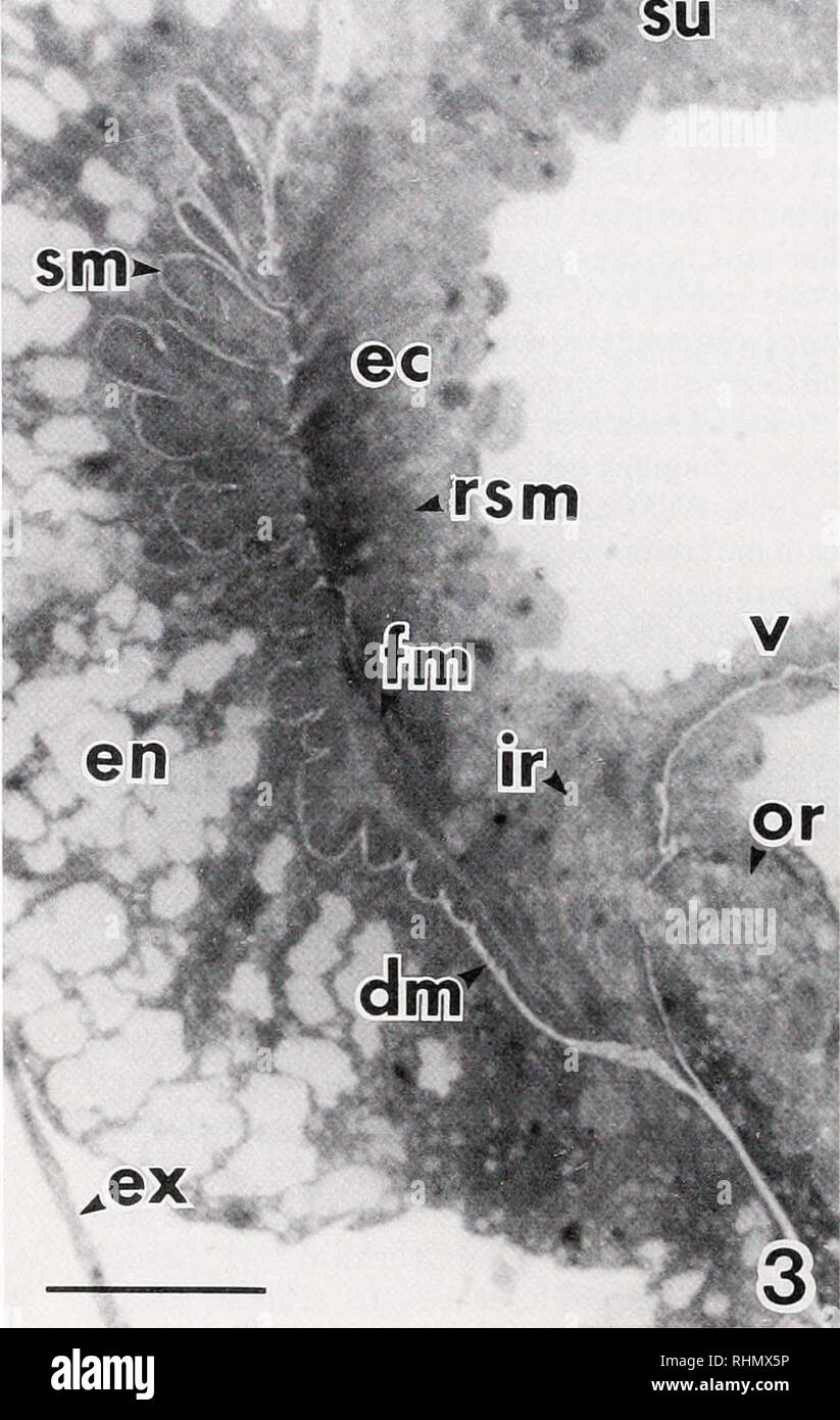 Nerve cells light micrograph hi-res stock photography and images - Alamy