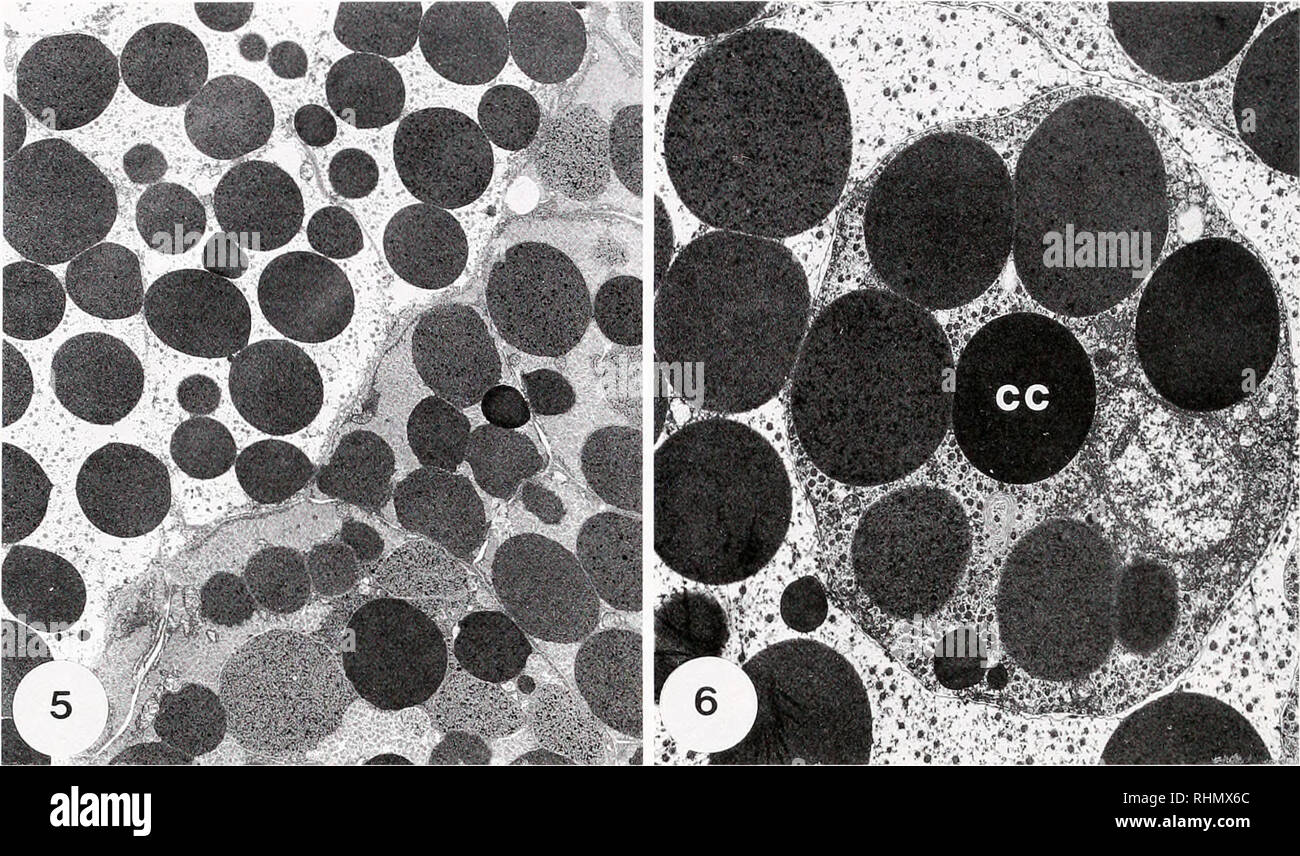 Cytoplasmic region hi-res stock photography and images - Alamy