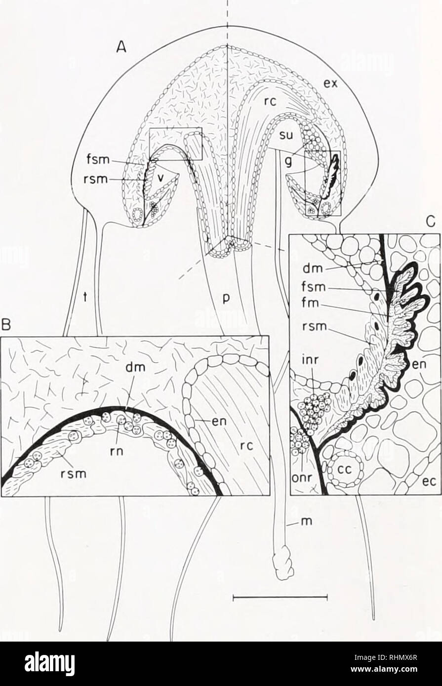 . The Biological bulletin. Biology; Zoology; Biology; Marine Biology ...