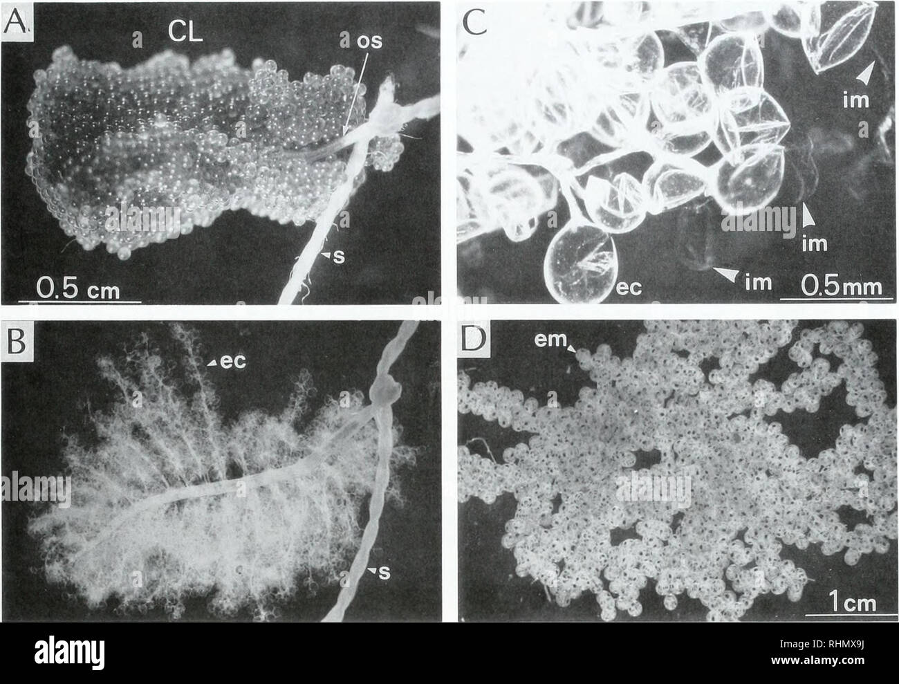 Marine biology larva crab hi-res stock photography and images - Alamy