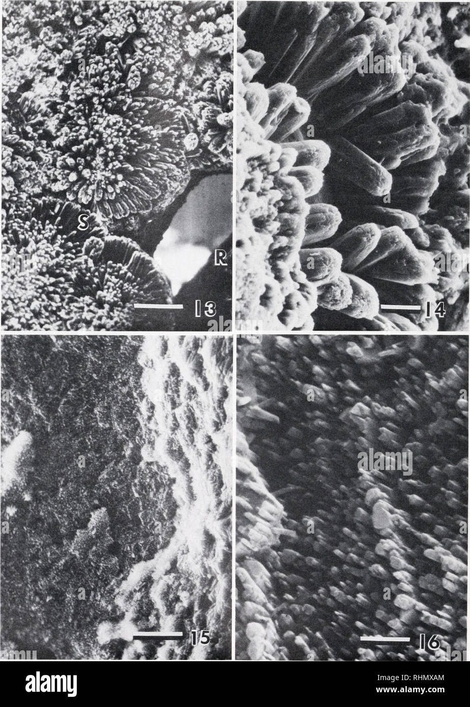 . The Biological bulletin. Biology; Zoology; Biology; Marine Biology ...