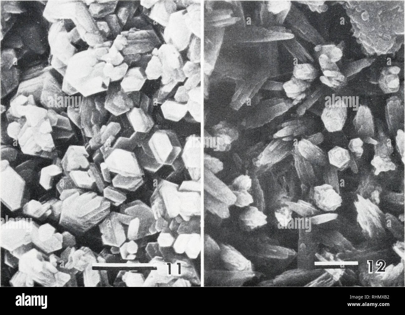 . The Biological bulletin. Biology; Zoology; Biology; Marine Biology ...