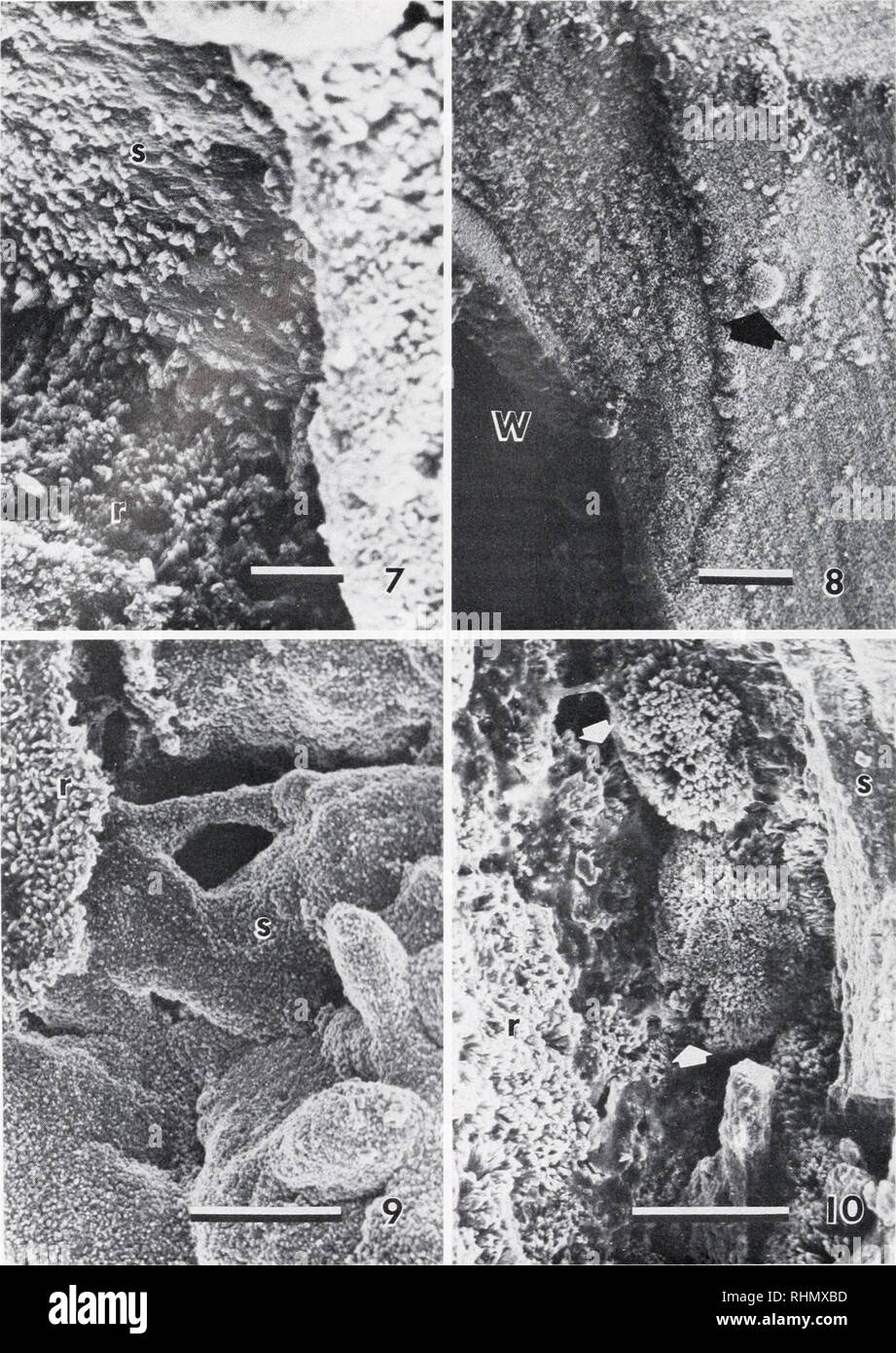 Spherulites hi-res stock photography and images - Alamy