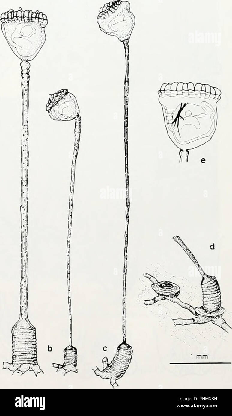 Brood pouches hi-res stock photography and images - Alamy
