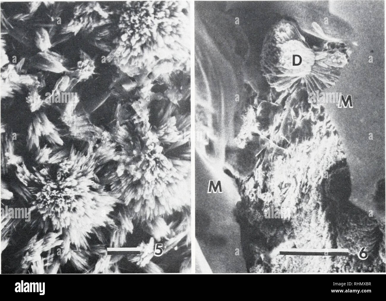 . The Biological bulletin. Biology; Zoology; Biology; Marine Biology ...