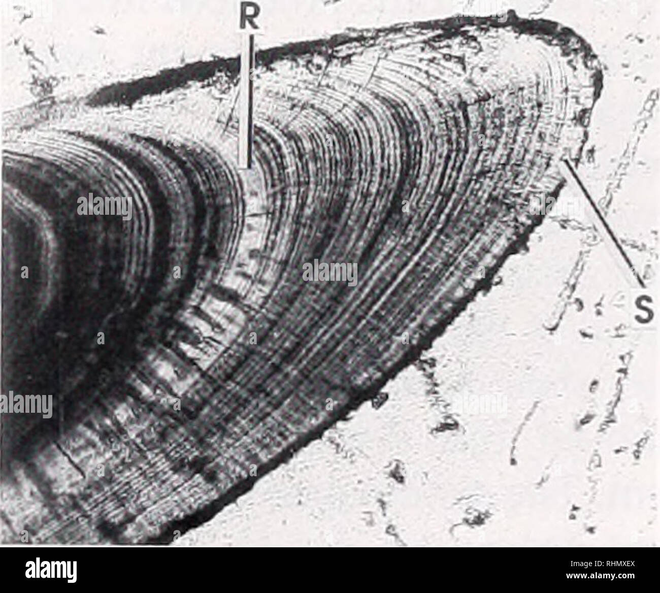 Microgrowth hi-res stock photography and images - Alamy