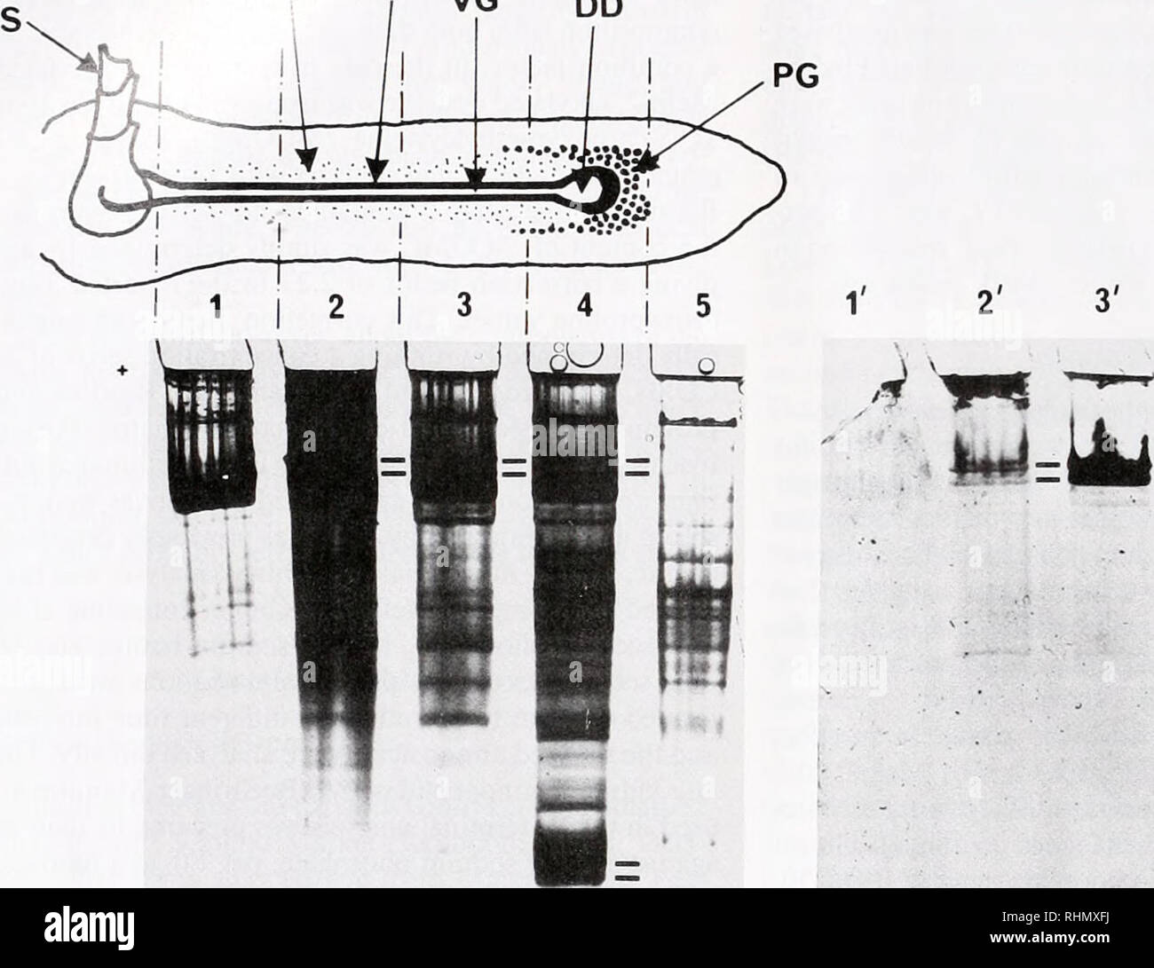 . The Biological bulletin. Biology; Zoology; Biology; Marine Biology ...