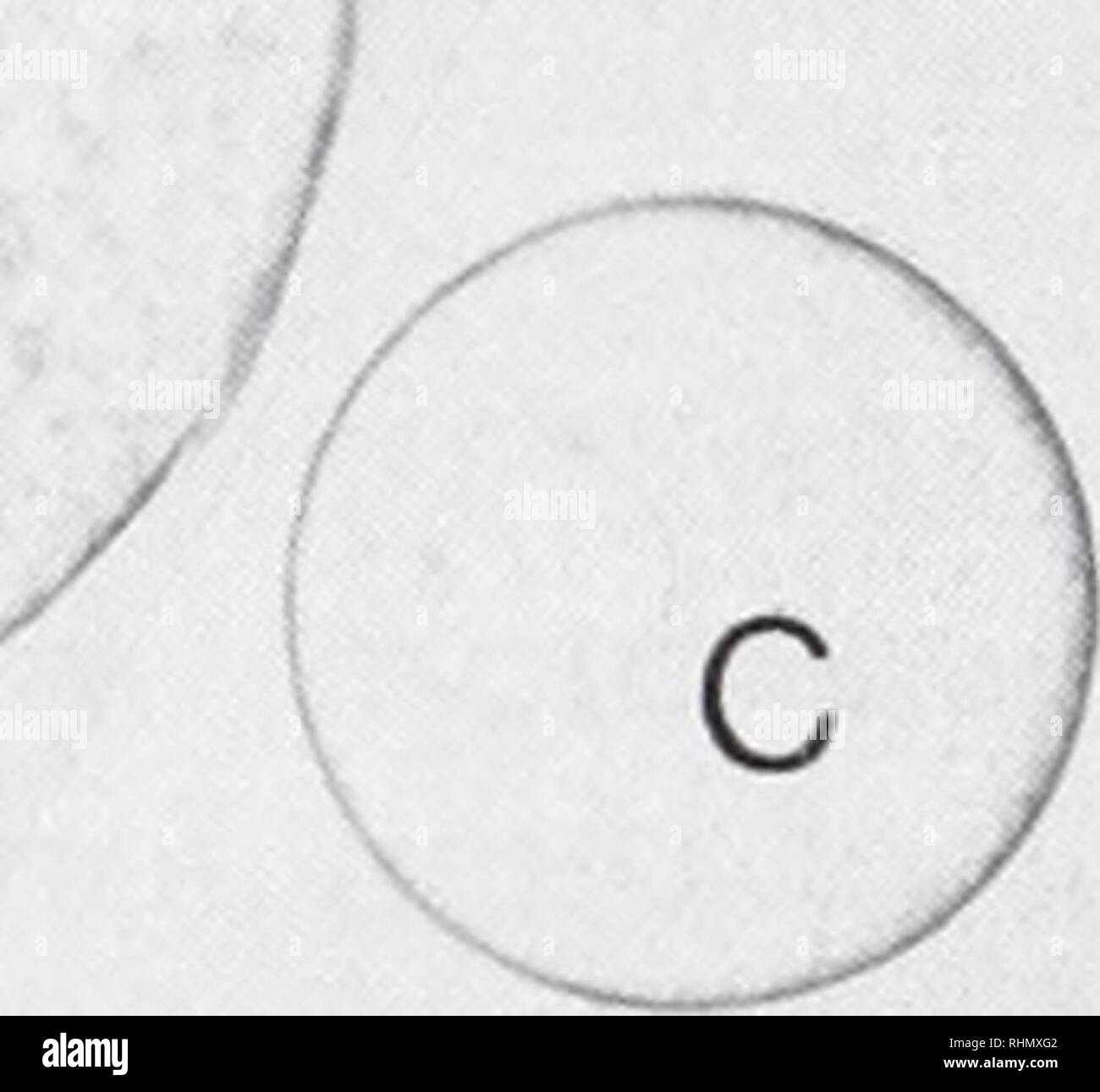 . The Biological bulletin. Biology; Zoology; Biology; Marine Biology. F ...