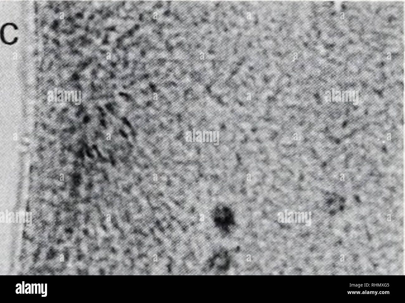 . The Biological bulletin. Biology; Zoology; Biology; Marine Biology ...