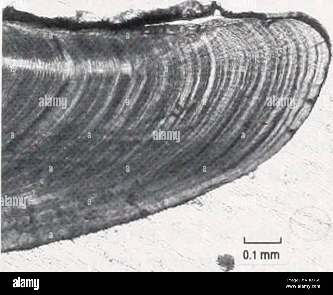 Chondrophore hi-res stock photography and images - Alamy
