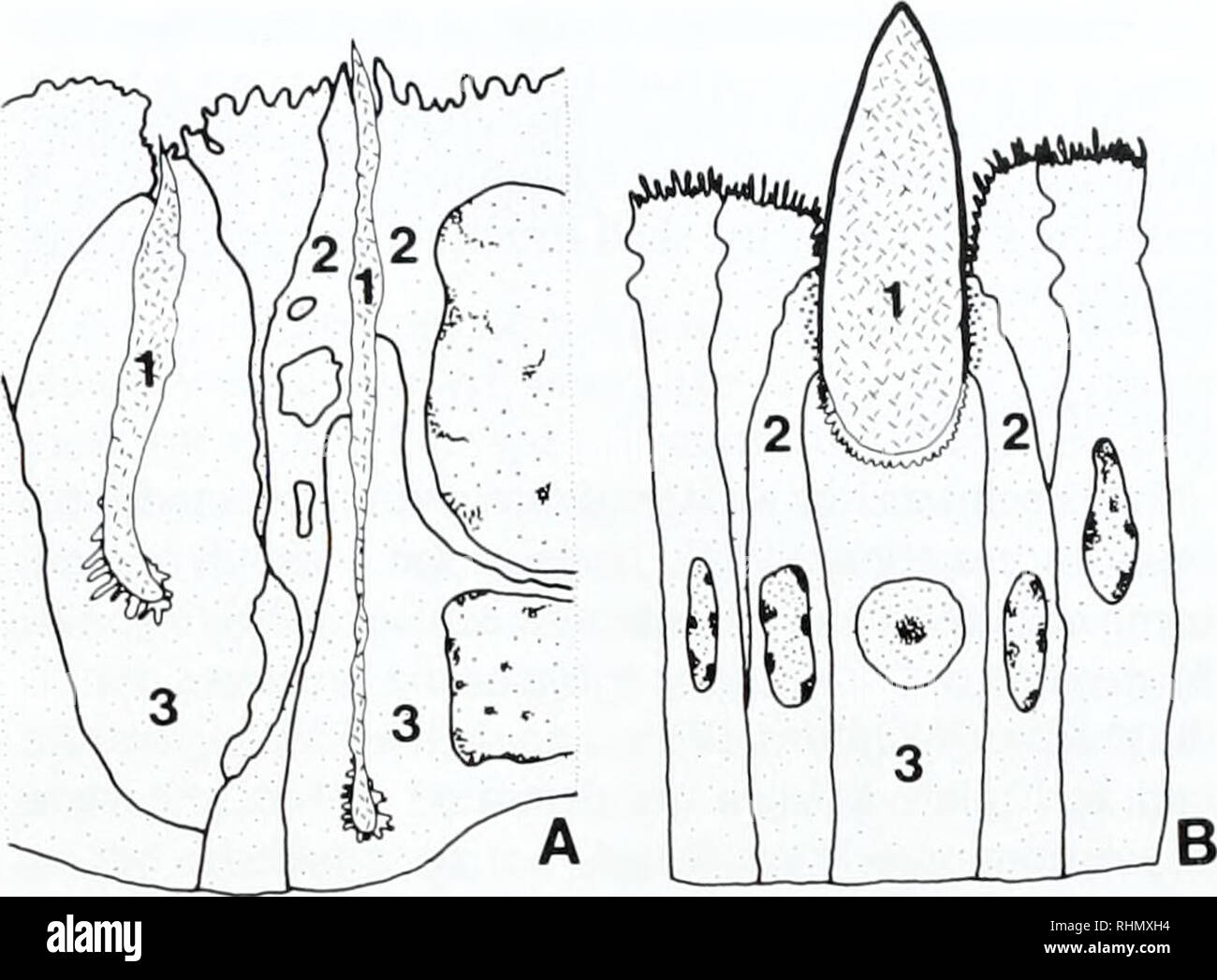 . The Biological bulletin. Biology; Zoology; Biology; Marine Biology ...