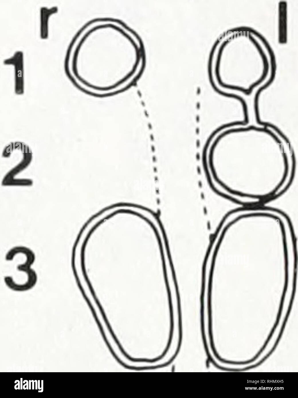 Pentaradial symmetry hi-res stock photography and images - Alamy