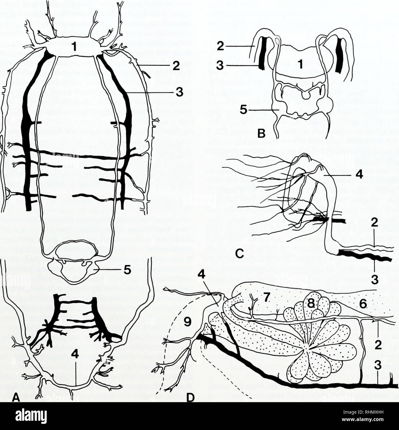. The Biological bulletin. Biology; Zoology; Biology; Marine Biology ...