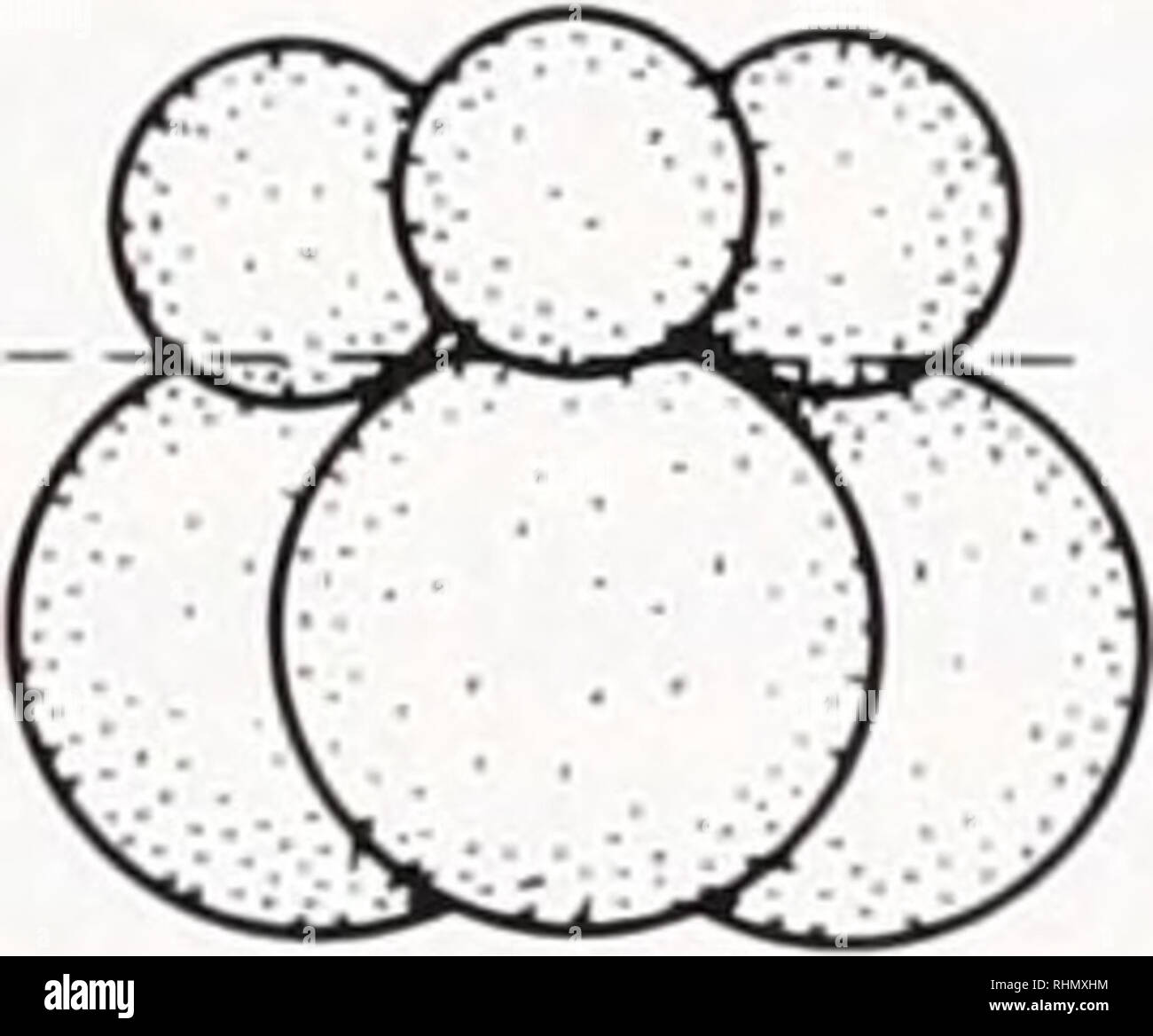 . The Biological bulletin. Biology; Zoology; Biology; Marine Biology ...