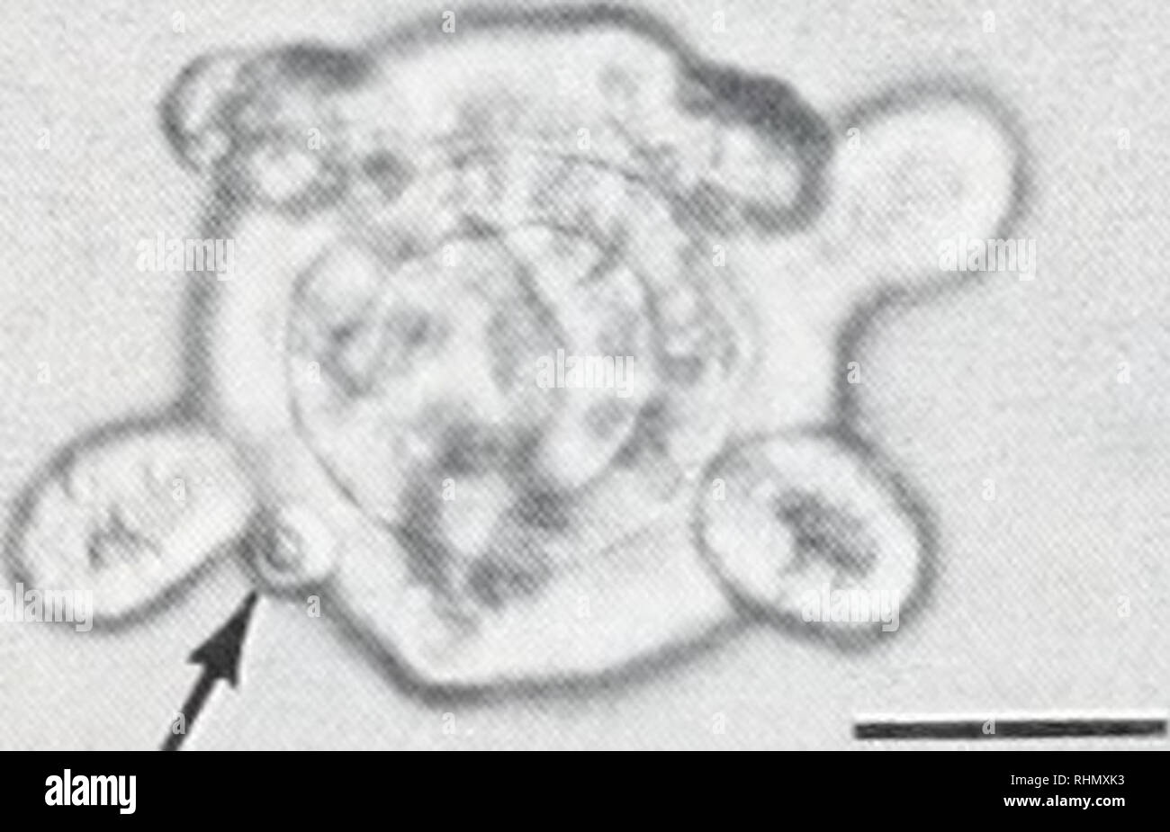Embryo 16 cell stage hi-res stock photography and images - Alamy