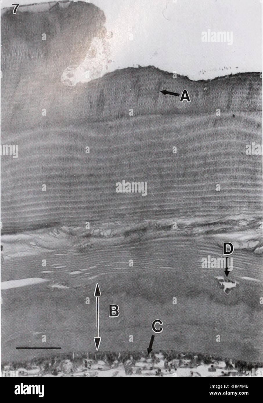 . The Biological bulletin. Biology; Zoology; Biology; Marine Biology ...