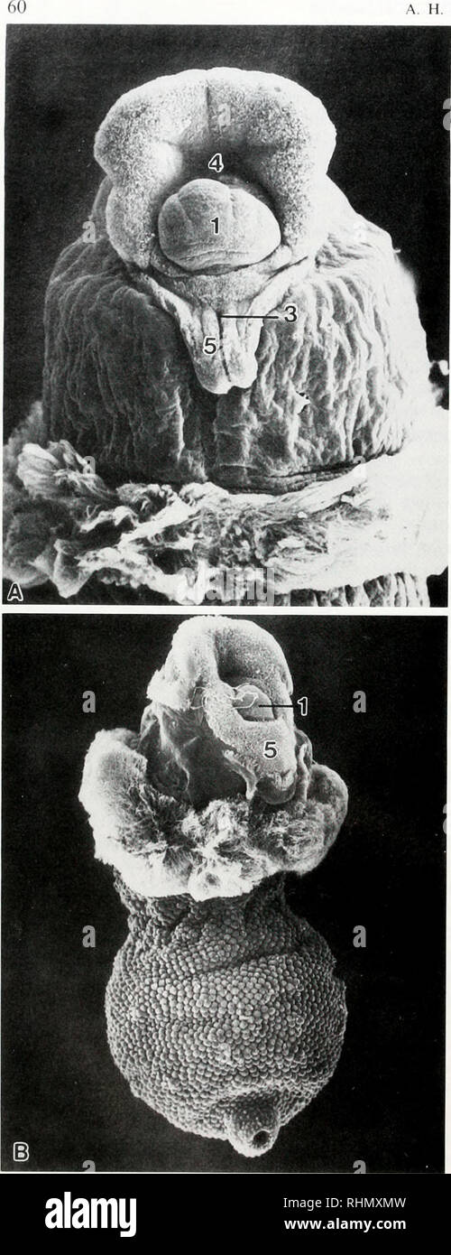 Aplacophora hi-res stock photography and images - Alamy