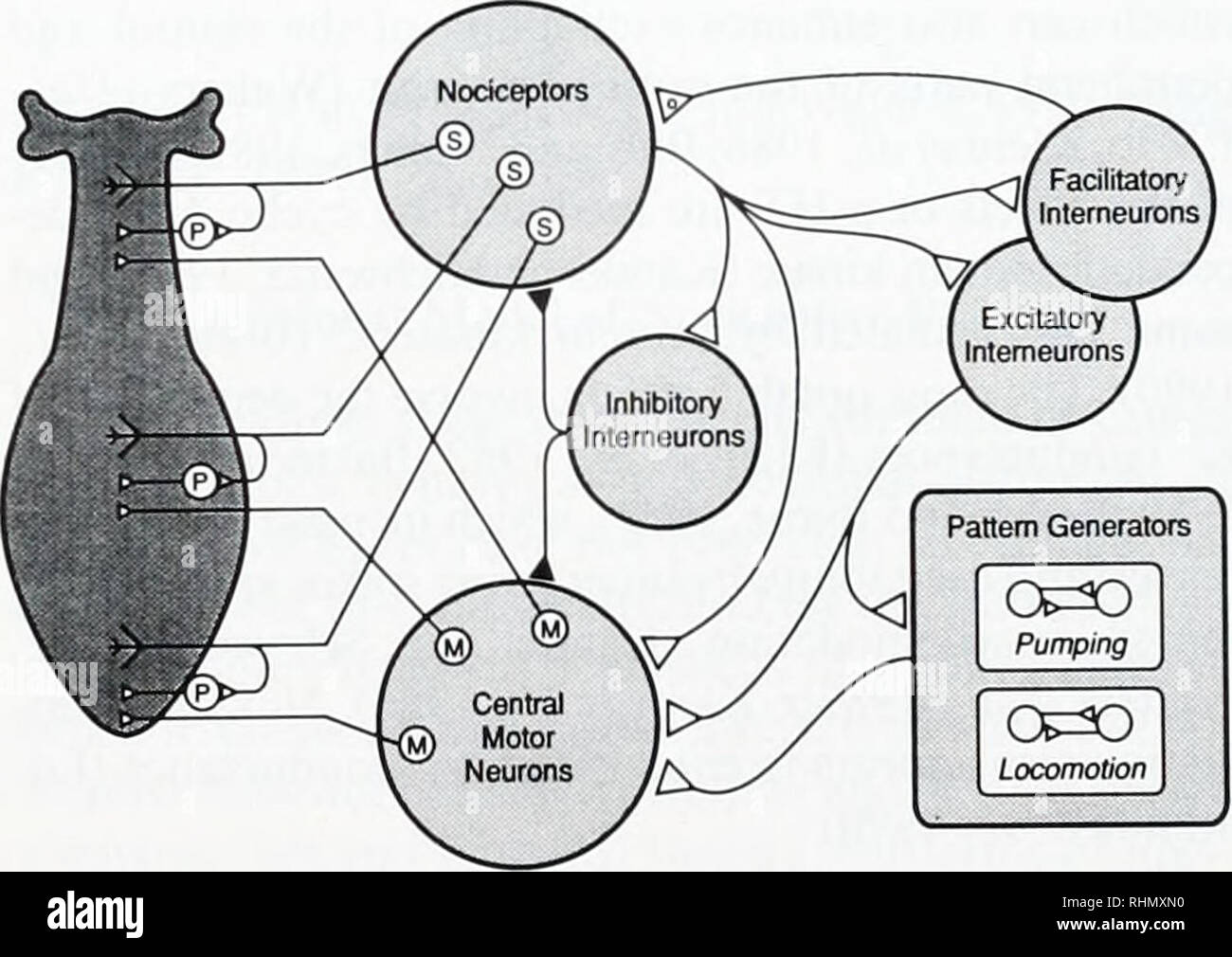 Response To Stimuli Biology