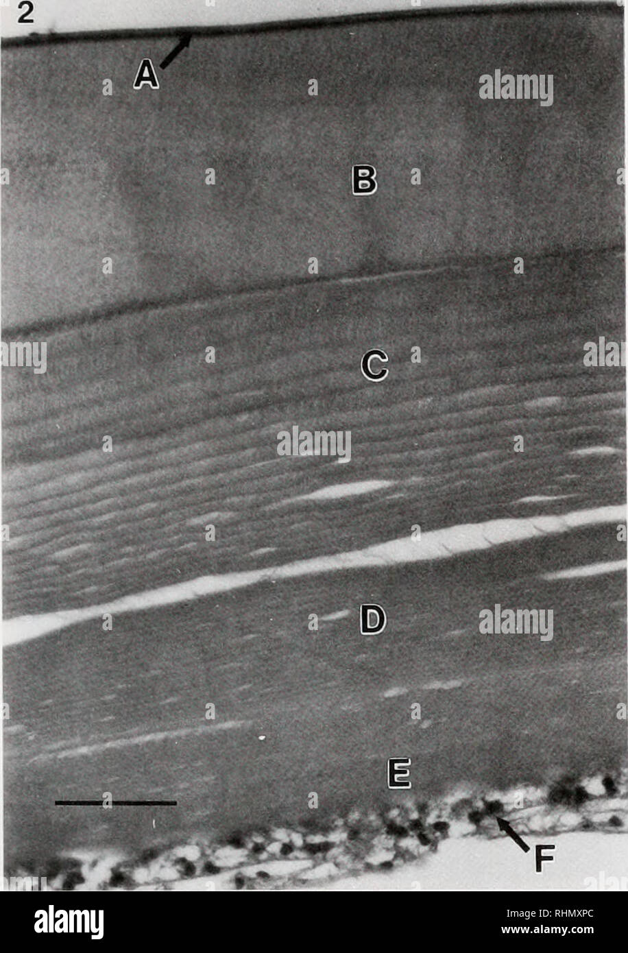 . The Biological bulletin. Biology; Zoology; Biology; Marine Biology ...