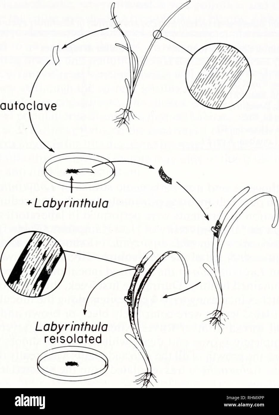 Eelgrass Phylum