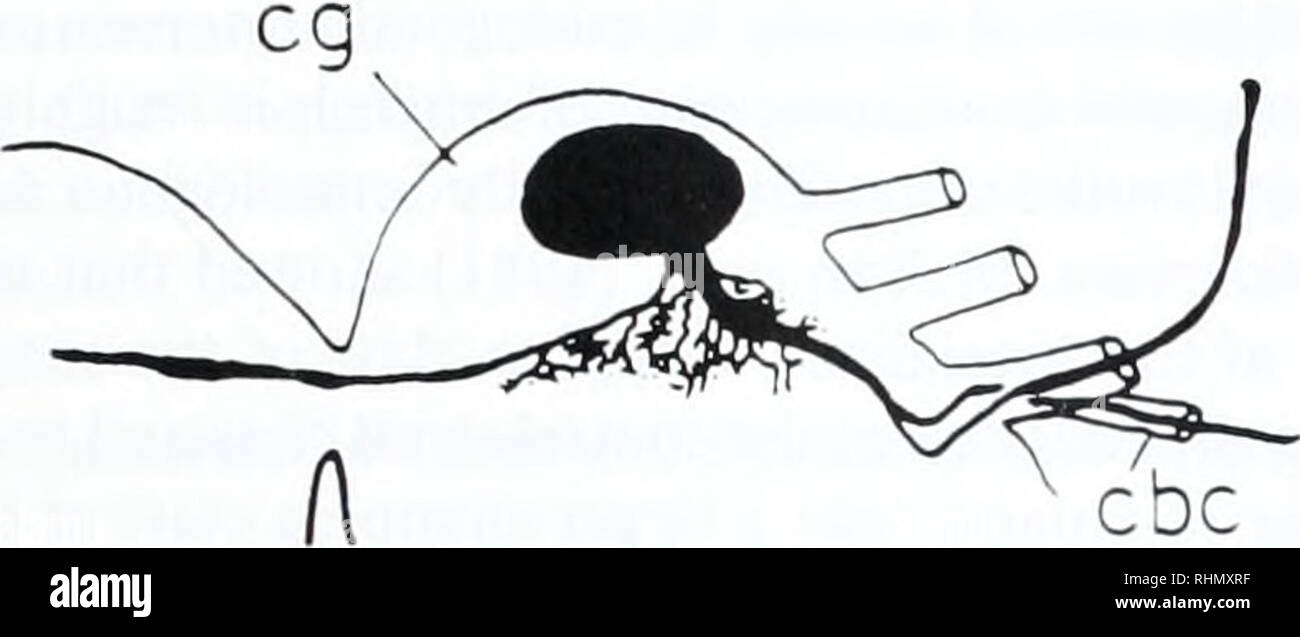 Serotonergic neurons Cut Out Stock Images & Pictures - Alamy