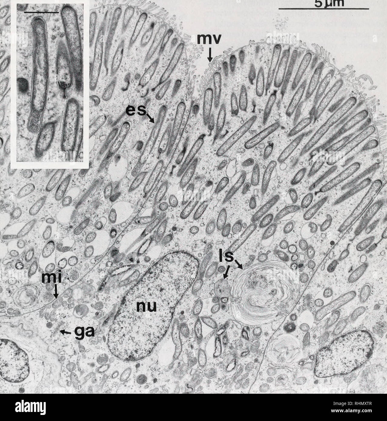 . The Biological bulletin. Biology; Zoology; Biology; Marine Biology ...