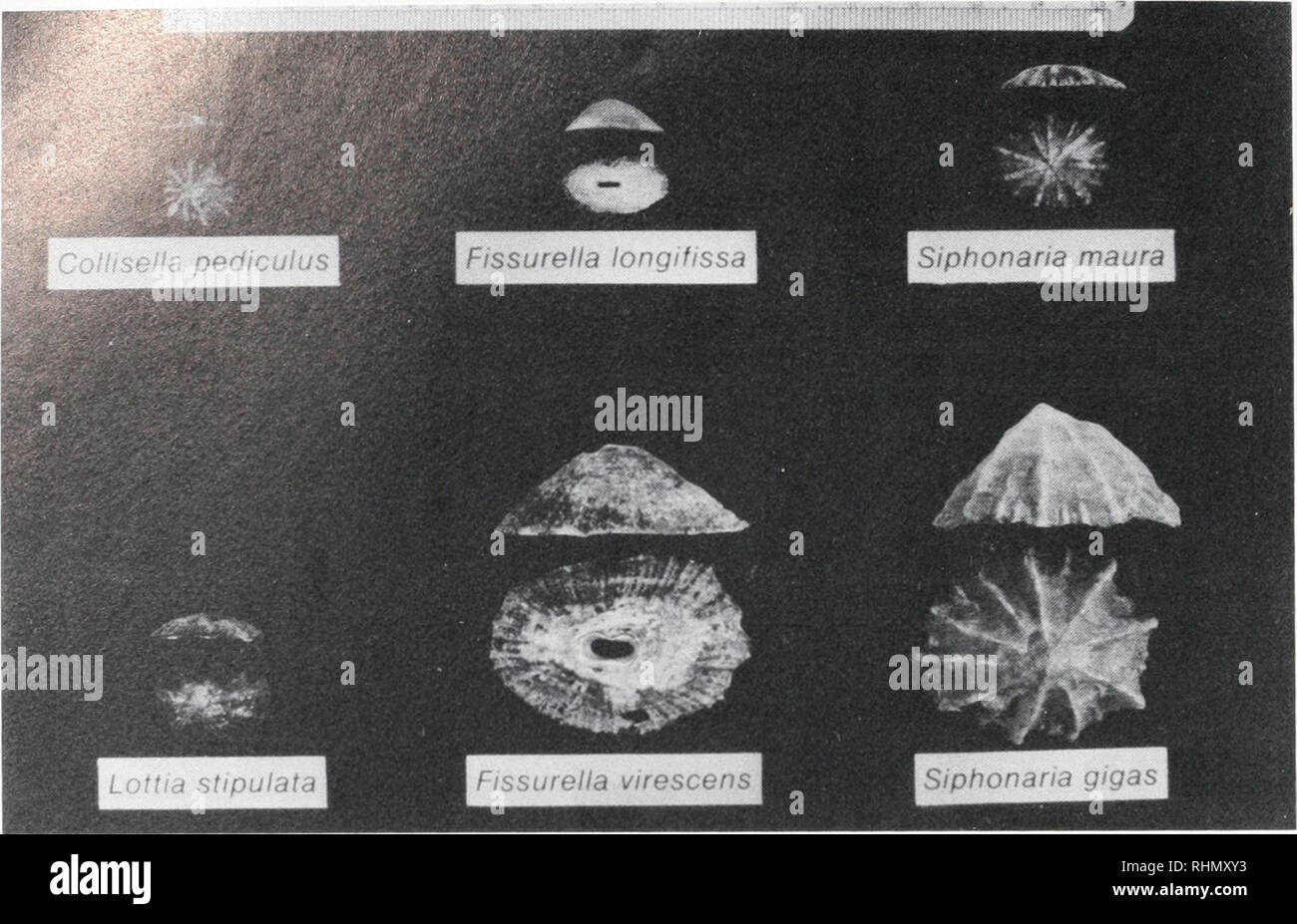 Notoacmea scutum hi-res stock photography and images - Alamy